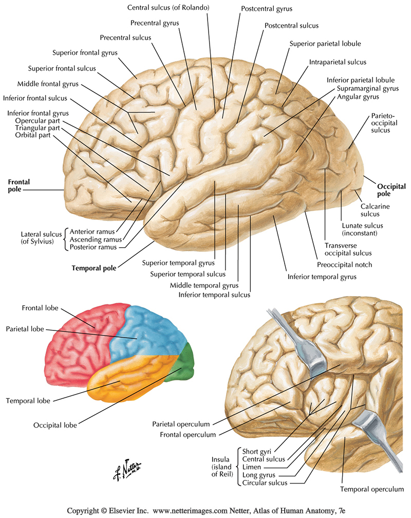 Posterior Anterior Brain